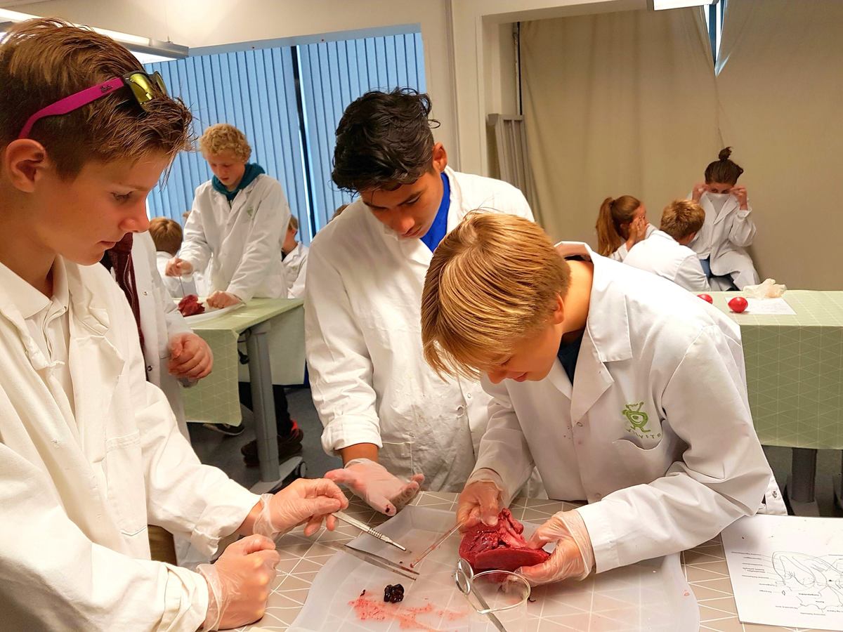 Disseksjon av grisehjerte - VilVite