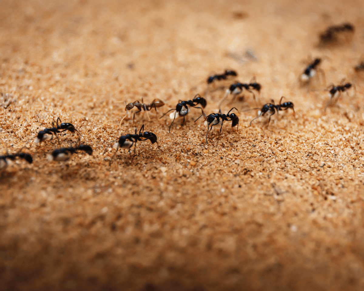 PopVit: Majestetisk maur - VilVite