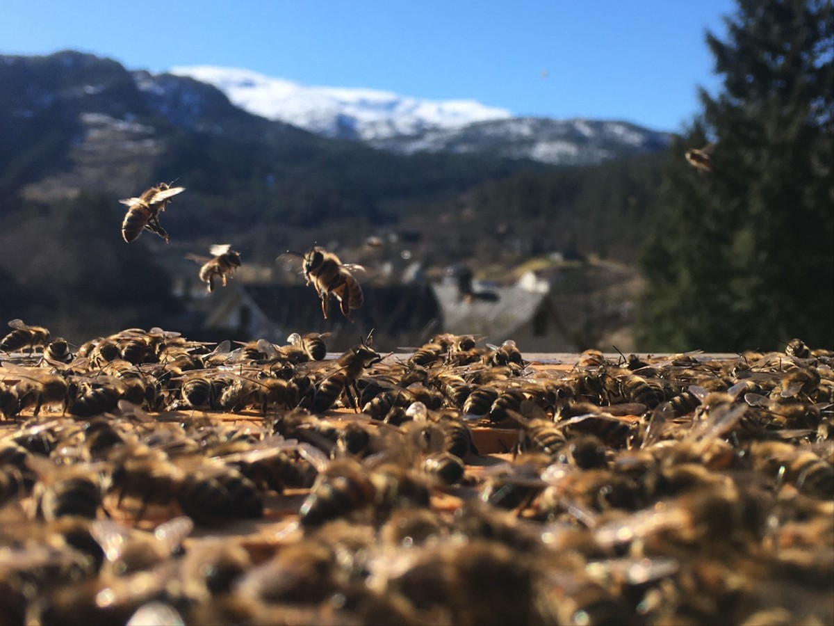 Hvordan ser det ut i en bikube? - VilVite