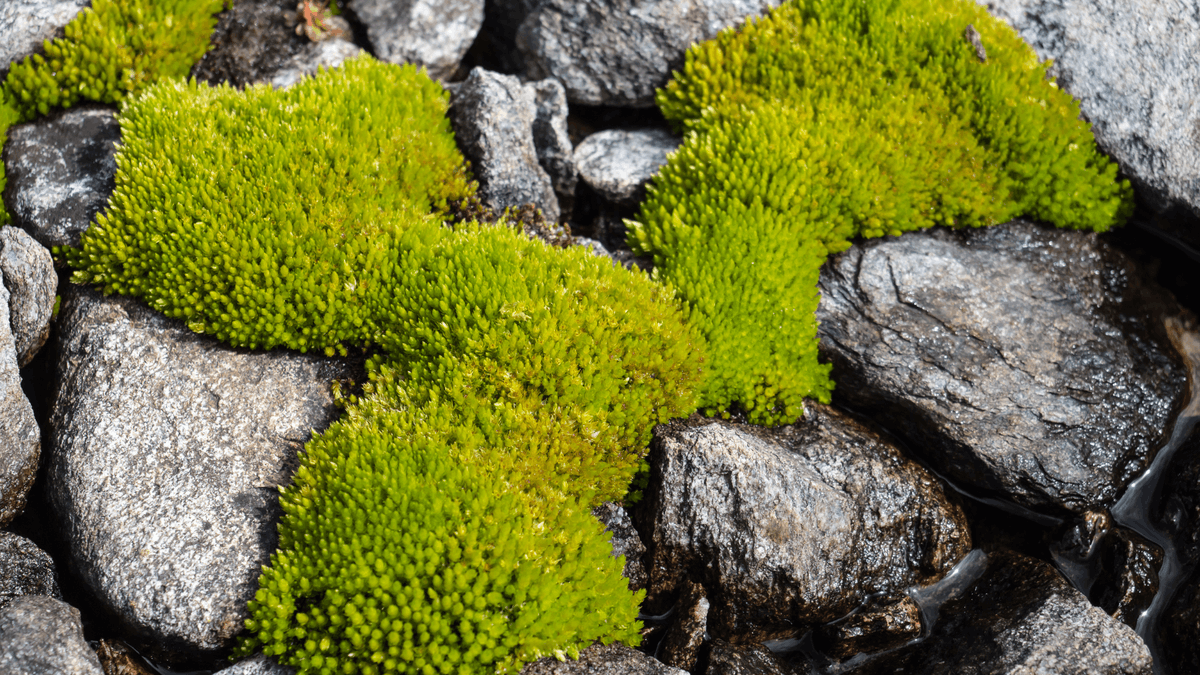 Moseverksted - VilVite