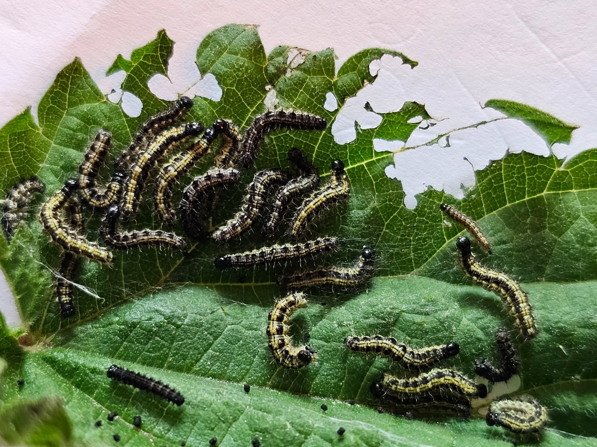 Neslesommerfuglen - VilVite