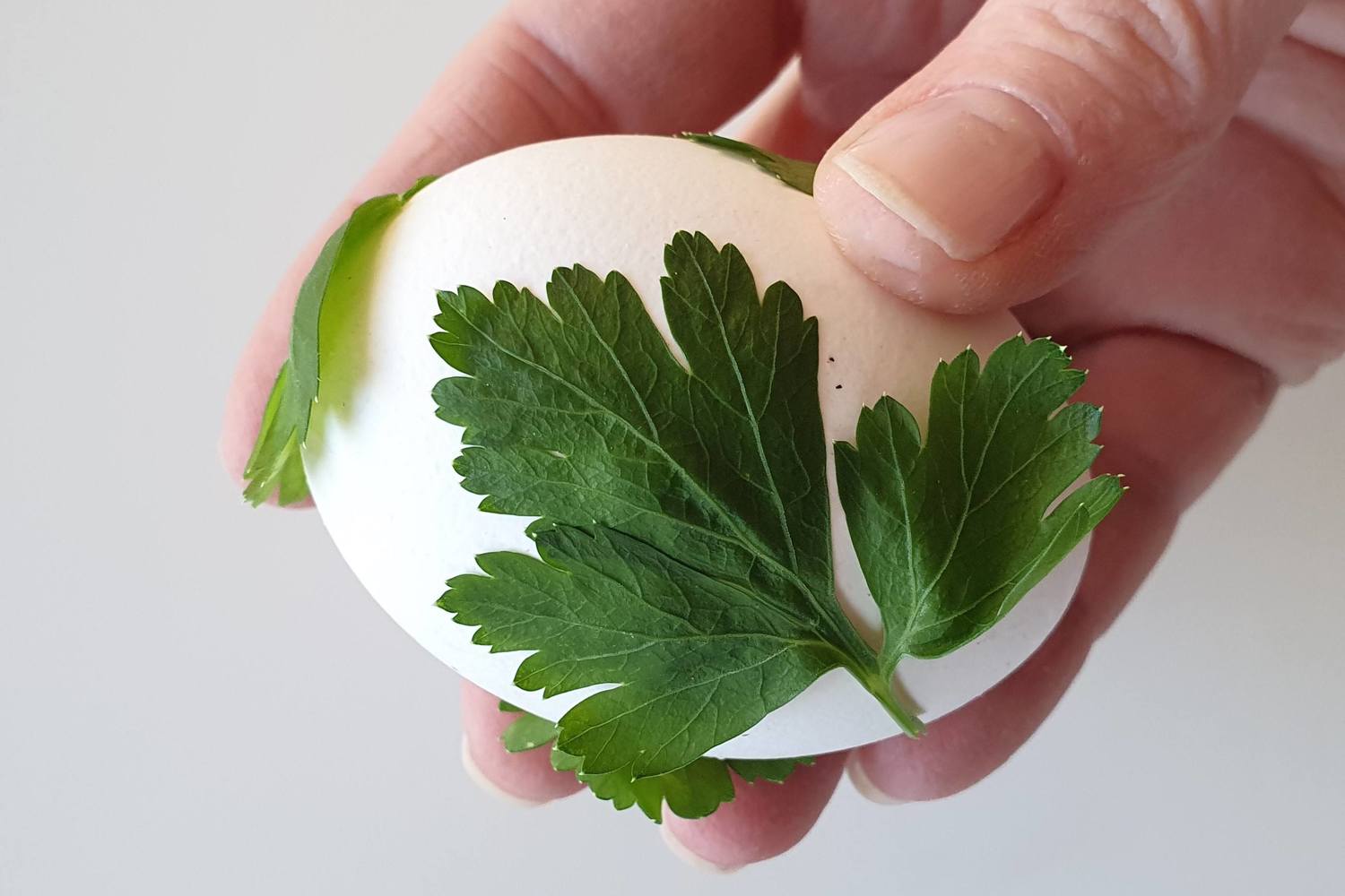 Naturlig farging av egg - VilVite