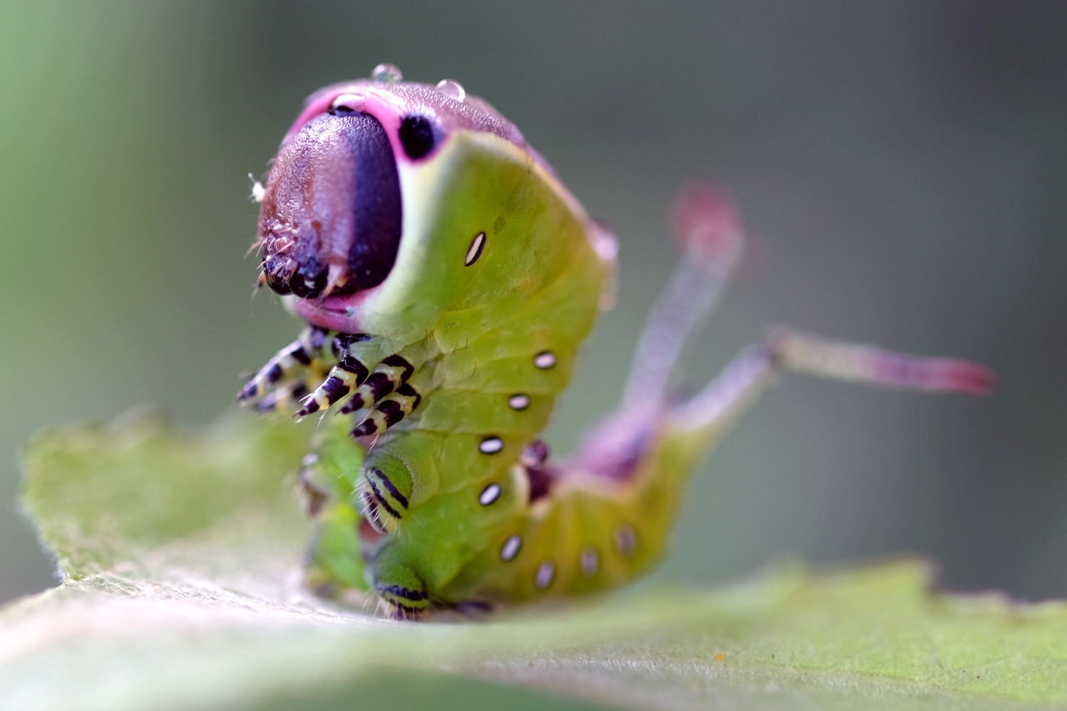 Hvis du er et insekt – da er du en larve! - VilVite